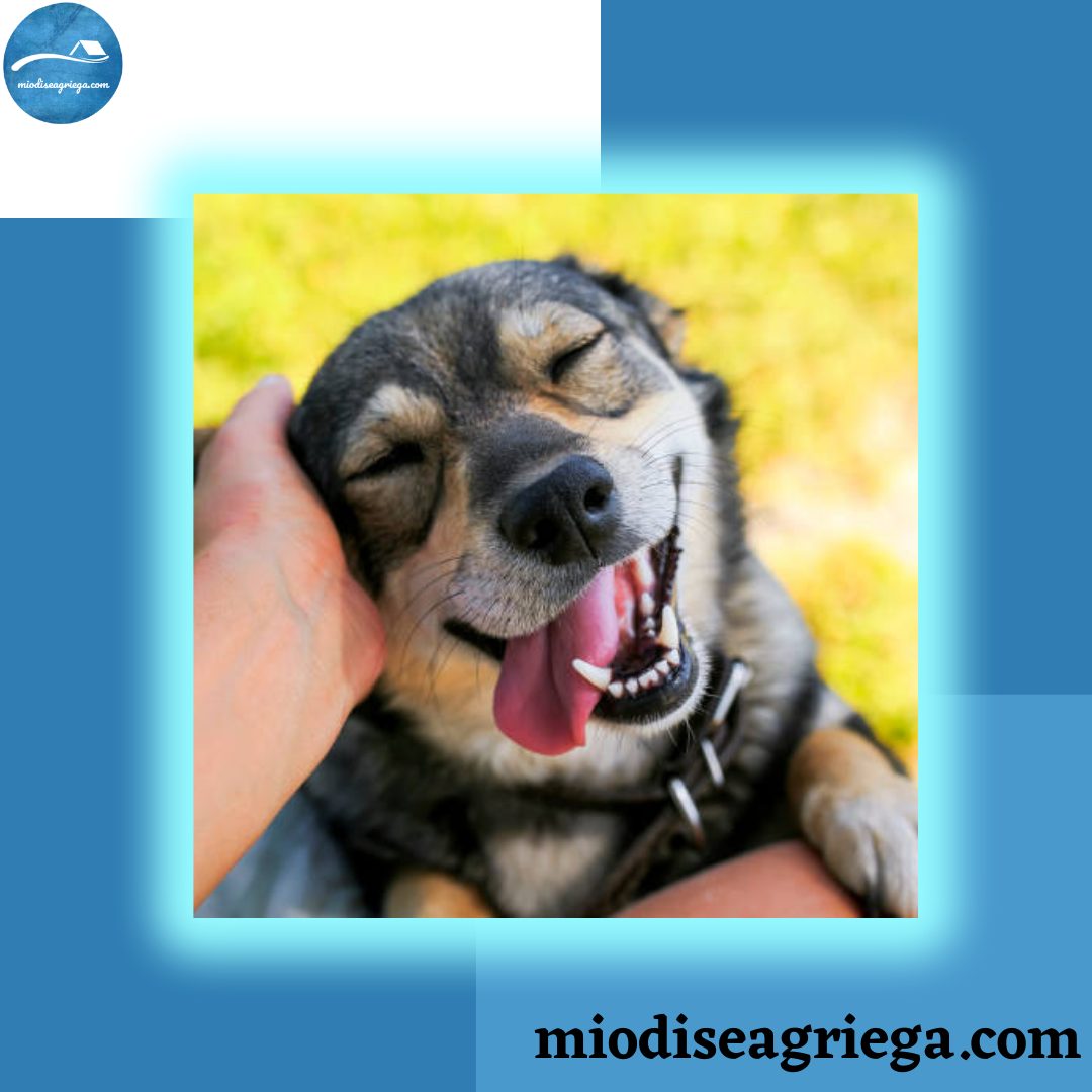 Razas de perros de origen griego - Mi Odisea Griega